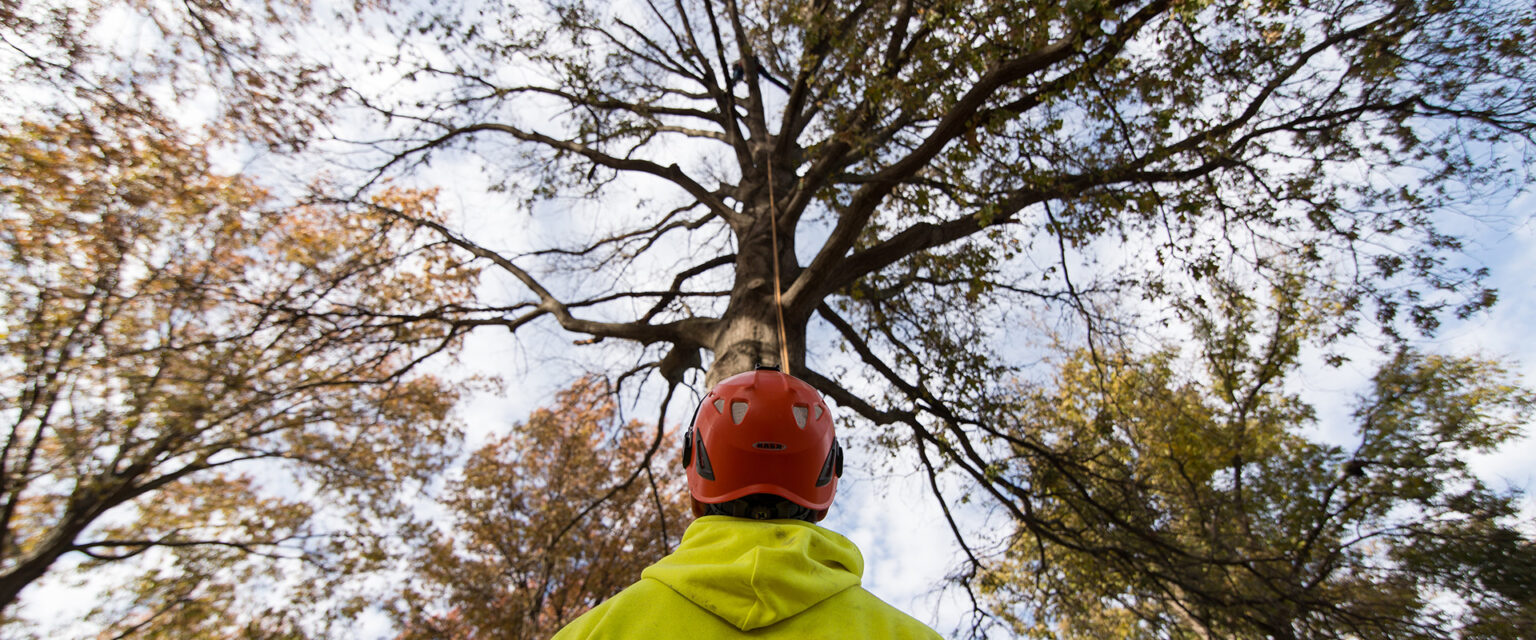 EPA Grant Spotlights City Trees' Connection to Health, Utility Costs ...